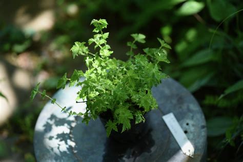 白花シモツケソウ 咲季山草軒