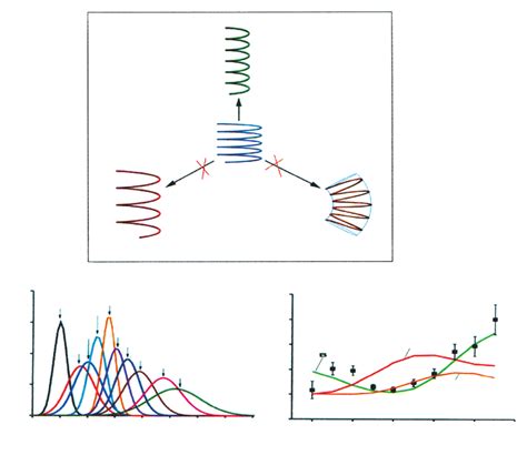 A Three Models Of Cooperative Motion In A Double Stranded Dna