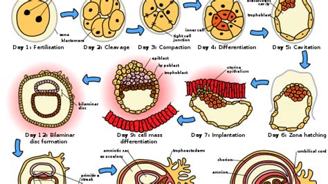 Cell Differentiation