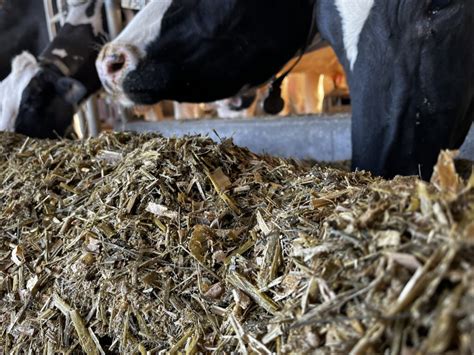 The Art Of High Forage Diets Lactanet