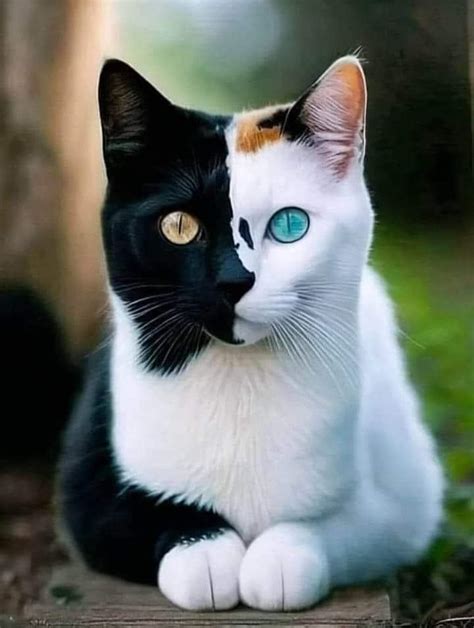 Cat Chit Chat Stunning Looking Calico Cat But Is She Real