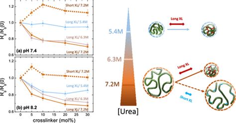 Effect Of The Protein Chain Conformation On The Collapse Into