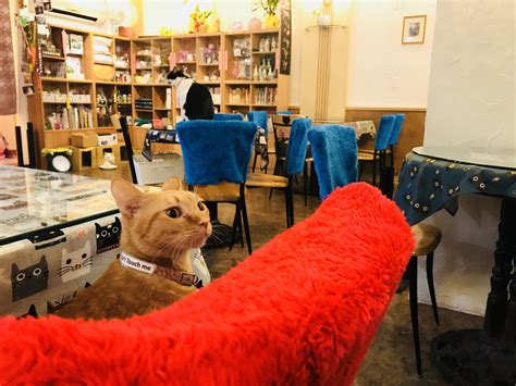 A Peek Inside The Worlds First Cat Café In Taipei Taiwan Cats Of