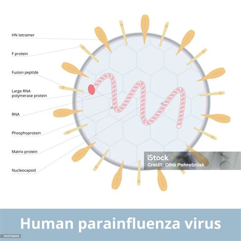 Human Parainfluenza Virus Stock Illustration Download Image Now