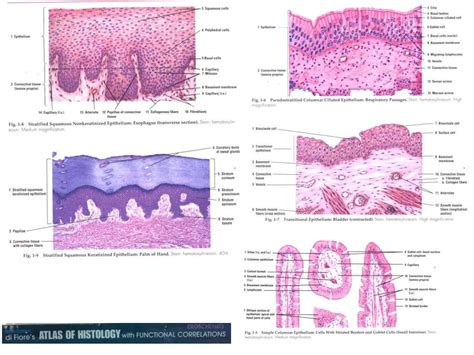 Basal Lamina Histology