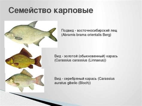 Ryby Z Rodiny Kaprov Zoznam A Odrody Popisy A Charakteristiky