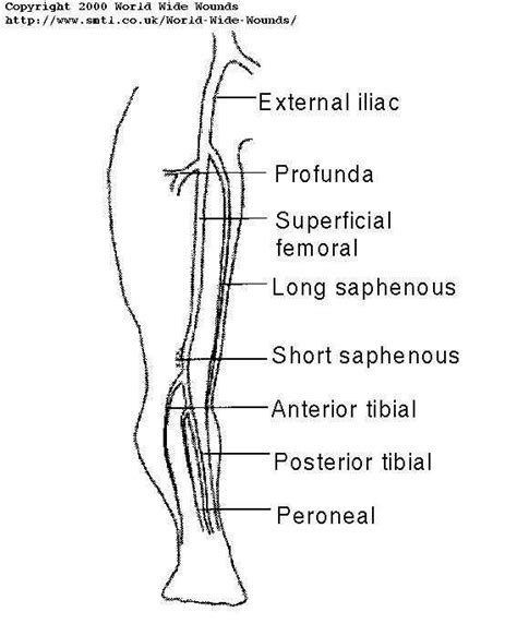 The Complete Guide To Understanding The Veins And Arteries Of The Leg