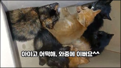 도대체 왜 어미와 생이별 시키고 바닷가에 버립니까 왜이럽니까 Youtube