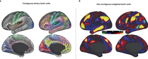 Challenges And Future Directions For Representations Of Functional Brain Organization Lifeboat