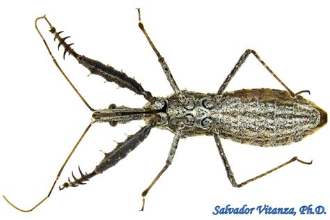 Hemiptera Heteroptera Reduviidae Sinea Integra Assassin Bugs Male F
