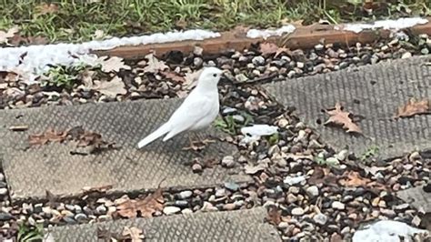 Rare All White Robin Spotted In Winnipeg Backyard An Oddball For Sure
