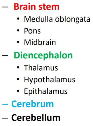 Chapter 14 The Brain And Cranial Nerves Flashcards Quizlet