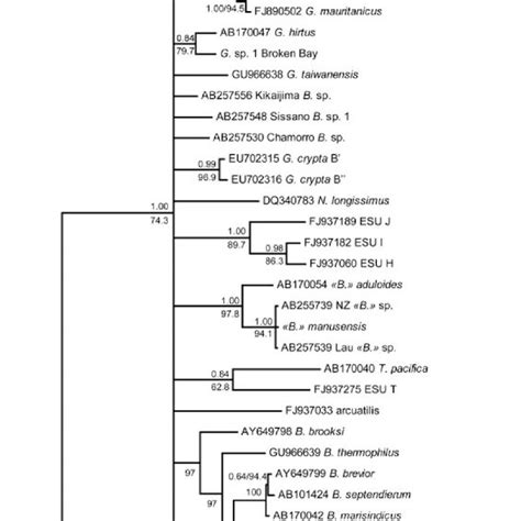 Bayesian Cladogram Of The Combined Data Set With Maximum Likelihood
