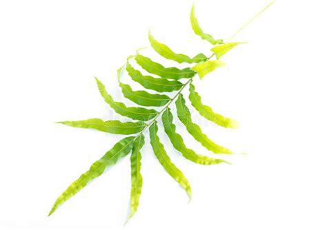 Green Leaves Of Fern Isolated On White Stock Image Image Of Branch Garden