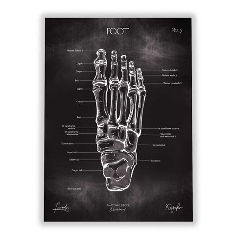Plakat Anatomia Stopy Chalkboard Anatomy Decor