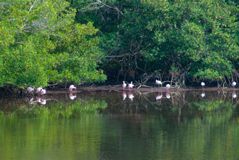 Ding Darling National Wildlife Refuge Florida Hikes