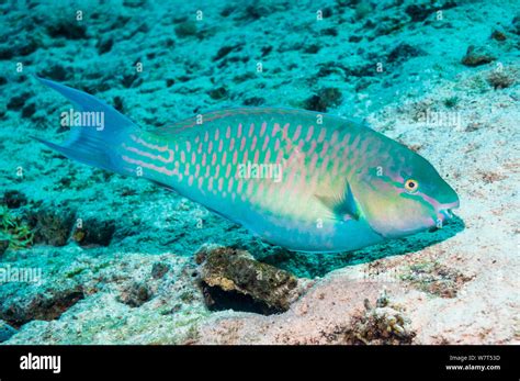 Greenband Red Sea Parrotfish Scarus Collana Browsing On Filamentous