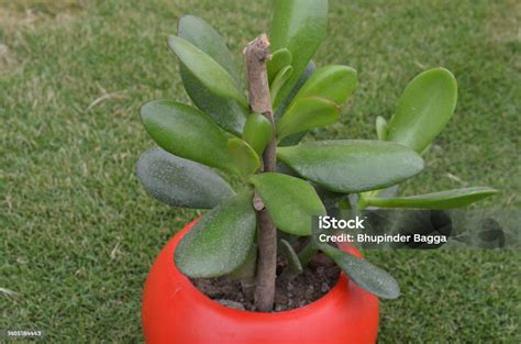 일반적으로 옥 행운 또는 돈 식물 또는 돈 나무로 알려진 Crassula Ovata는 작은 분홍색 또는 흰색 꽃이있는 즙이 많은