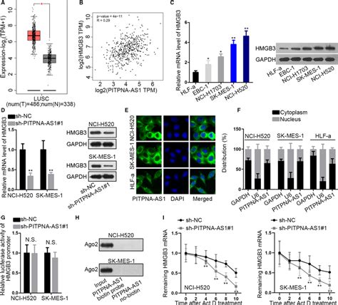 Pitpna‐as1 Positively Regulated Hmgb3 Expression A‐b Gepia