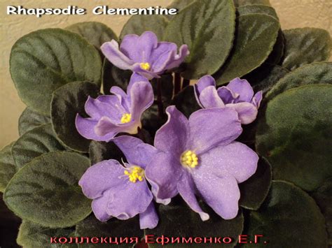 Фиалка Rhapsodie Clementine