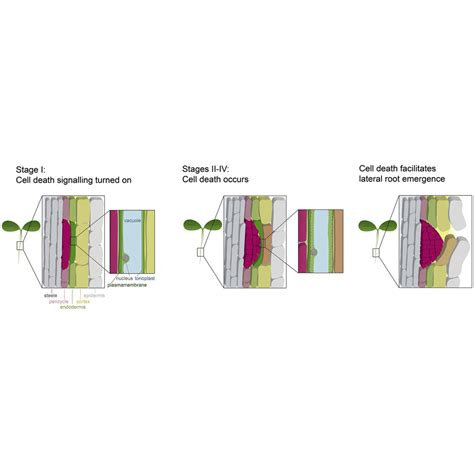 Death In Cells Overlying Lateral Root Primordia Facilitates Organ