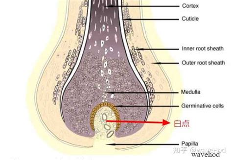 正常掉发的发根究竟有没有白点？ 知乎