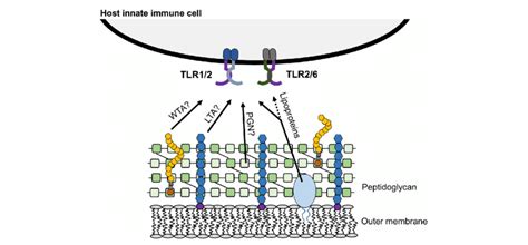Key Stimulatory Molecules From Gram Positive Bacteria Lipoteichoic