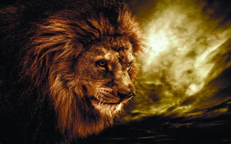 Lion King 4k Wallpapers Top Free Lion King 4k Backgrounds