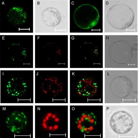 Subcellular Localization Of Osgmst1 Gfp Transiently Expressed In Rice