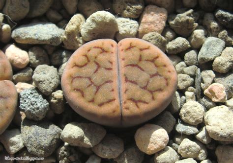 Lithops Stories Lithops Plant Size Part 2 30 Pics