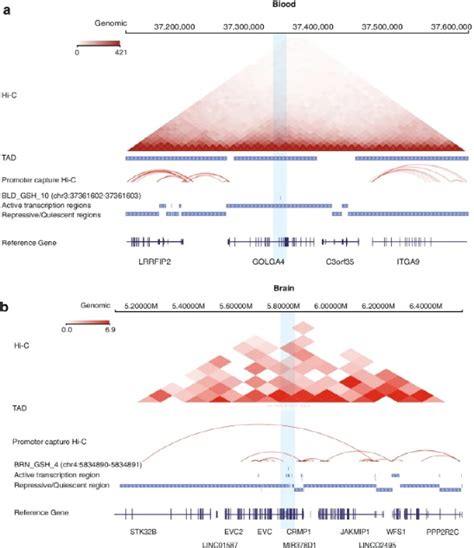 Genome Biol 寻找基因组中 安全的避风港”——新计算工具可识别组织特异性gsh位点，提高基因整合安全性 知乎
