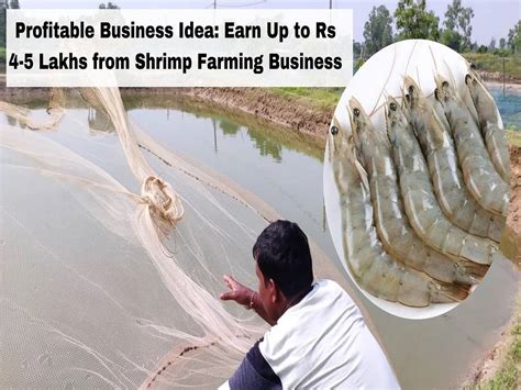Profitable Business Idea Earn Up To Rs 4 5 Lakhs From Shrimp Farming