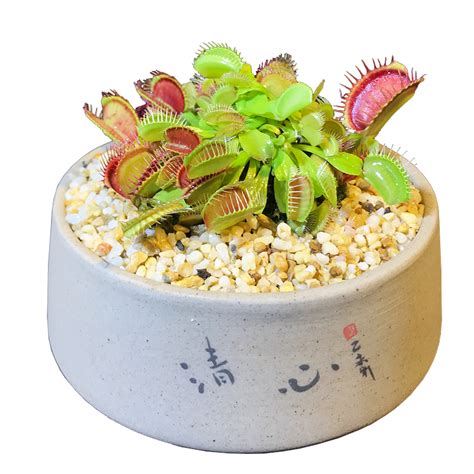 捕蝇草食虫植物盆栽室内奇花异草驱蚊吃虫食蝇草食人花扑蝇草桌面虎窝淘