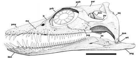 Stratesaurus Plesiosaur Directory