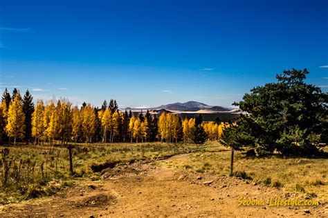 Snowbowl Aspens Are Past Their Peak Color At 9000 Ft