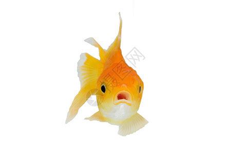 在水族馆的金鱼特写有一条白色尾巴的金鱼奇妙而令人难以置信的海底世界高清图片下载 正版图片503783843 摄图网