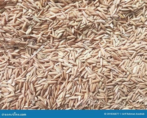 Full Frame Of Paddy Grains Or Paddy Rice Under Bright Sunlight Stock Image Image Of Plantation