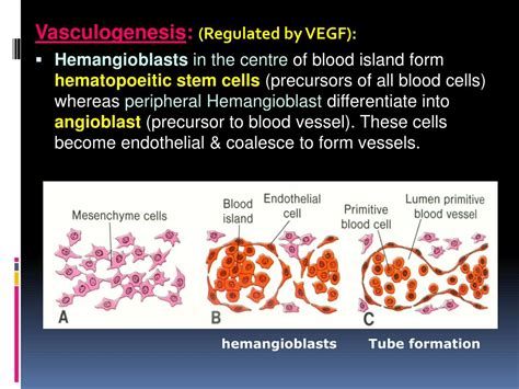 Ppt Human Embryonic Period Powerpoint Presentation Free Download