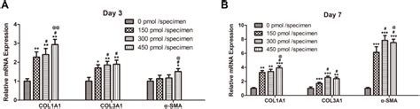 relative gene expression levels of col1a1 col3a1 and α sma on