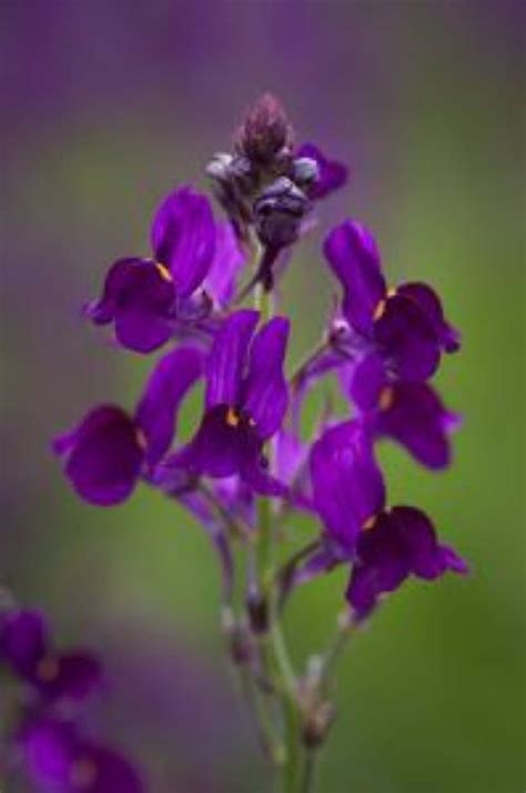 Linaria Maroccana Licilia Violet Toadflax Flower Seeds Etsy