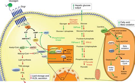 Glucagons Metabolic Action In Health And Disease Abstract Europe Pmc