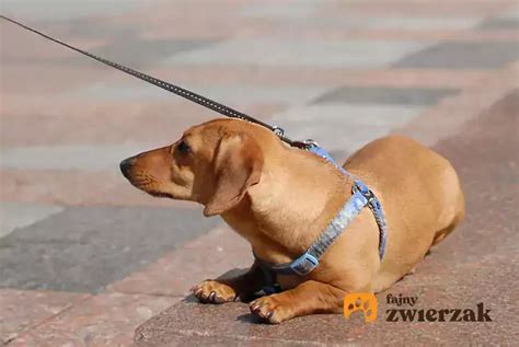 Zdjęcia jamnika krótkowłosego 10 fotografii
