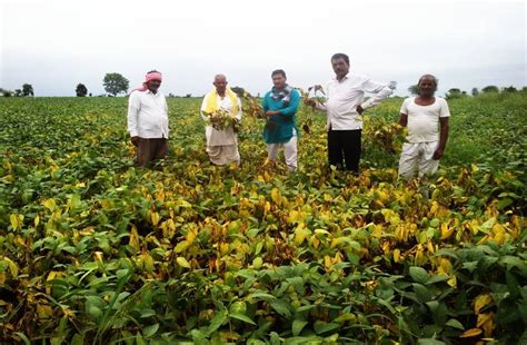 Why Farmers Are Facing Losses In Soybean Cultivation Know The Big Rea