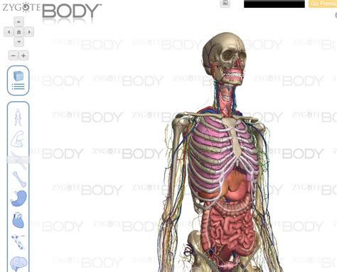 Zygotebody 3d