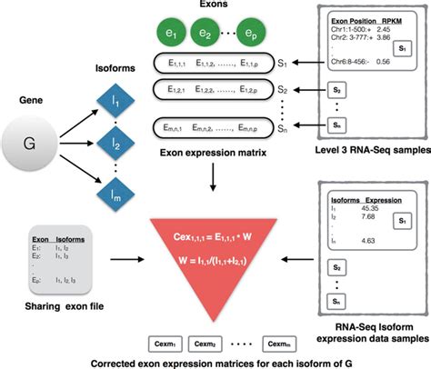 Illustration Of Extracting Exon Expression Matrix For Each Isofom Of A Download Scientific