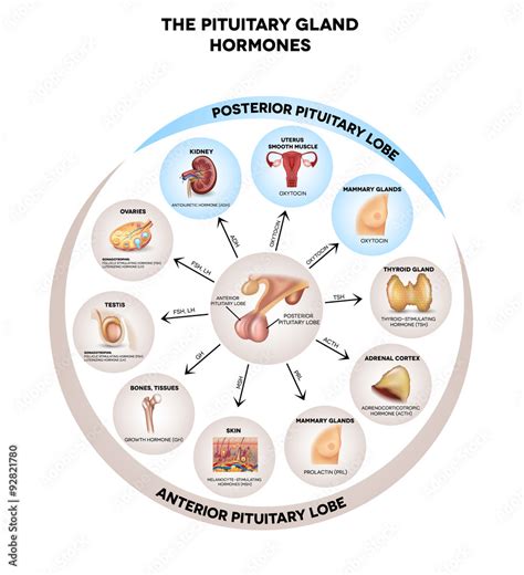 Pituitary Gland Hormones Round Diagram Stock Vector Adobe Stock