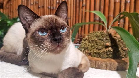 放假好去處｜旺角新開1000呎露營風打卡貓貓cafe 設有戶外草地露台／18隻可愛貓貓歡迎大家~ U Food 香港餐廳及飲食資訊優惠網站