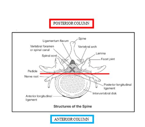 Spinal Fusion Coding Identifying The Column Being Fused