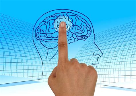 The Sexual Brain Neuroscience And Sex Related Differences