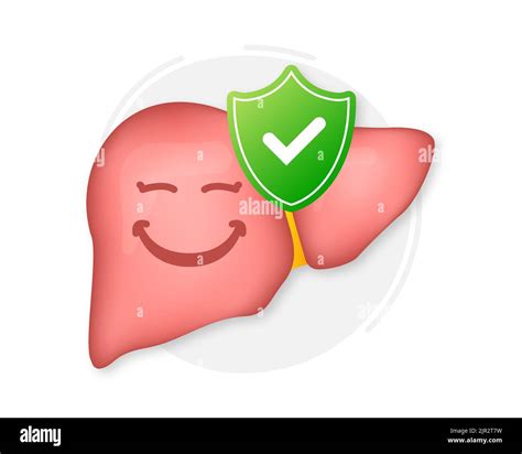 Liver Anatomy Structure Digestive Gallbladder Organ Vector